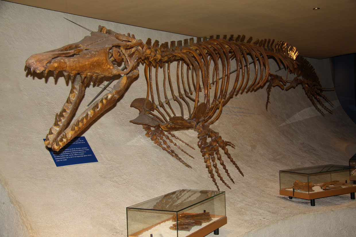 Fond sikrer kæmpe Mosasaur skelet til Geomuseum Faxe - Faxe Netavis